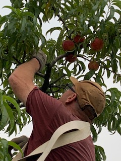 The Orchard – Country Maid Ice Cream & Orchard
